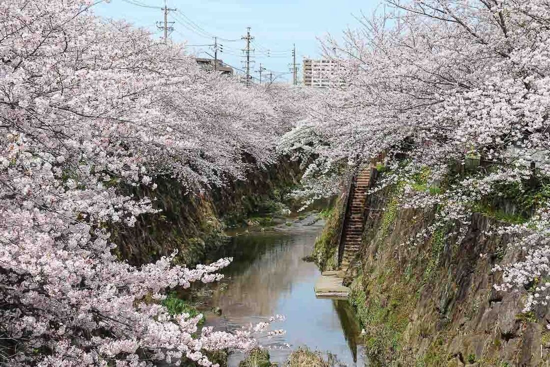Sakura spots not to be missed in and around Nagoya