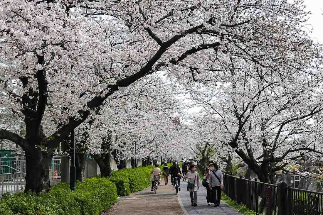 Sakura spots not to be missed in and around Nagoya