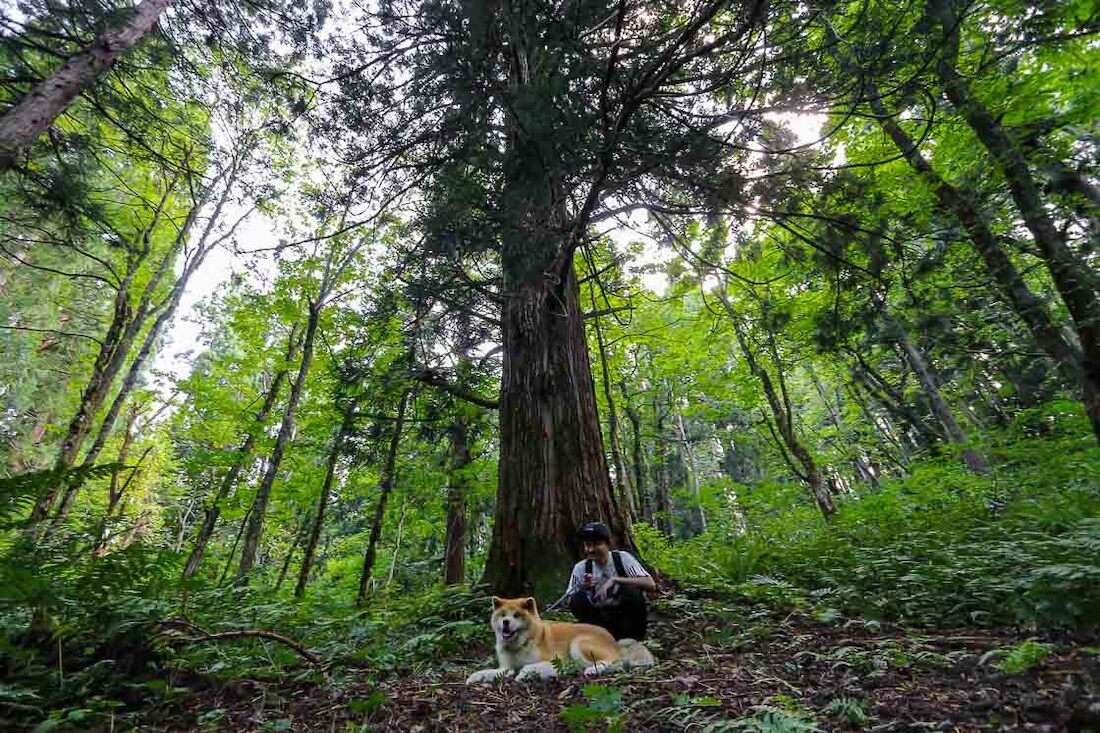 Autumn tours with Akita dogs in northern Japan