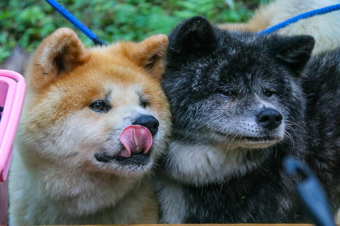 Autumn tours with Akita dogs in northern Japan