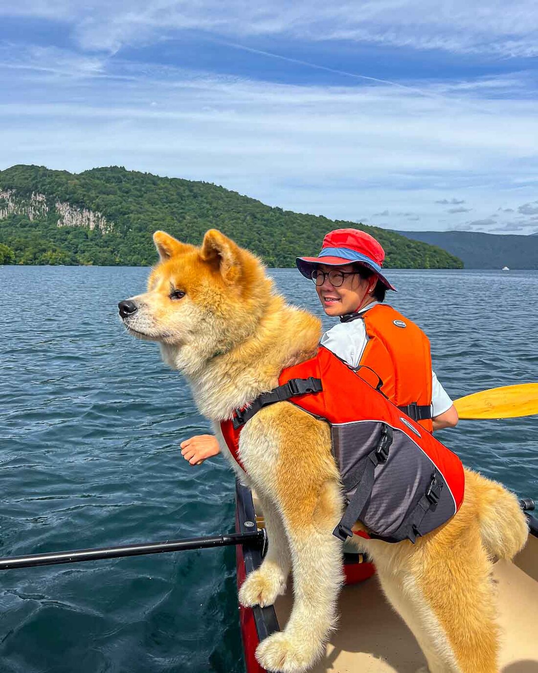 Autumn tours with Akita dogs in northern Japan