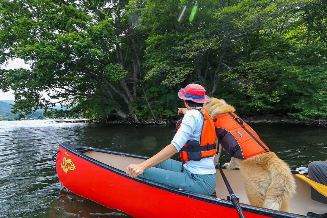 Autumn tours with Akita dogs in northern Japan