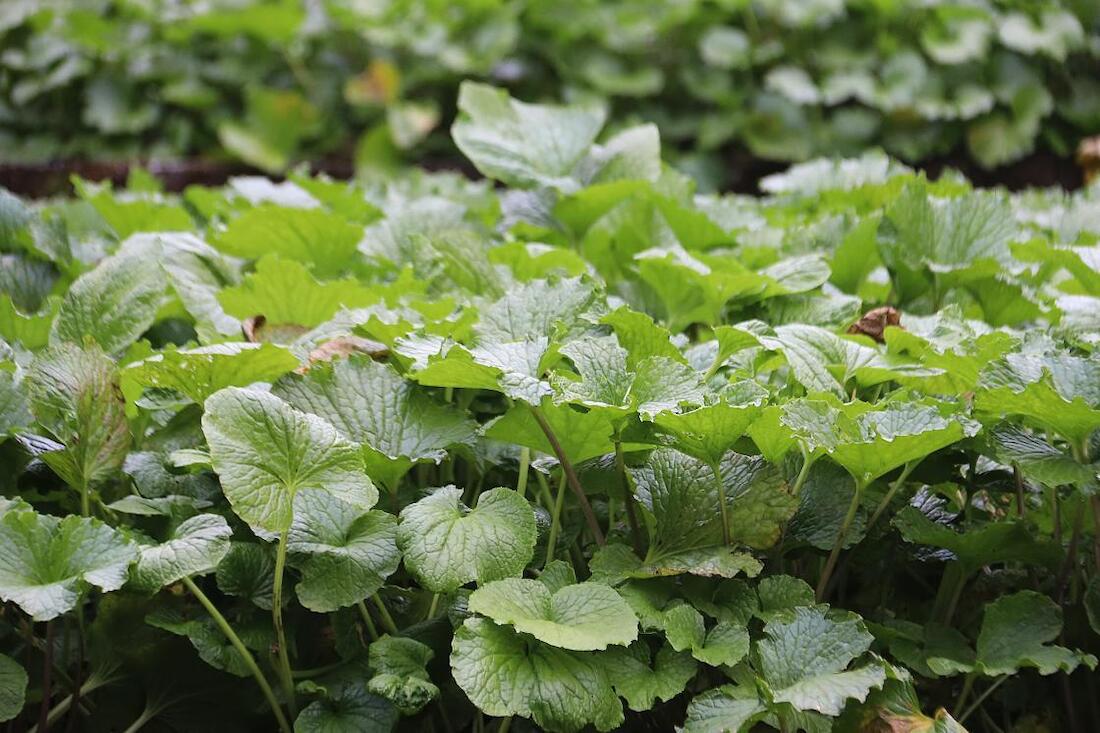 An overnight getaway to peaceful Izu - Exploring the east coast on a ...