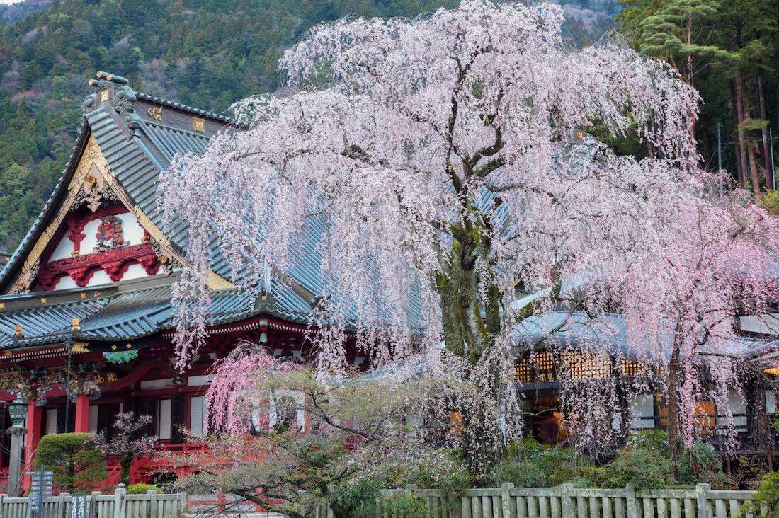 A Guide to Minobusan Kuonji Temple: 2-Day Spiritual Journey