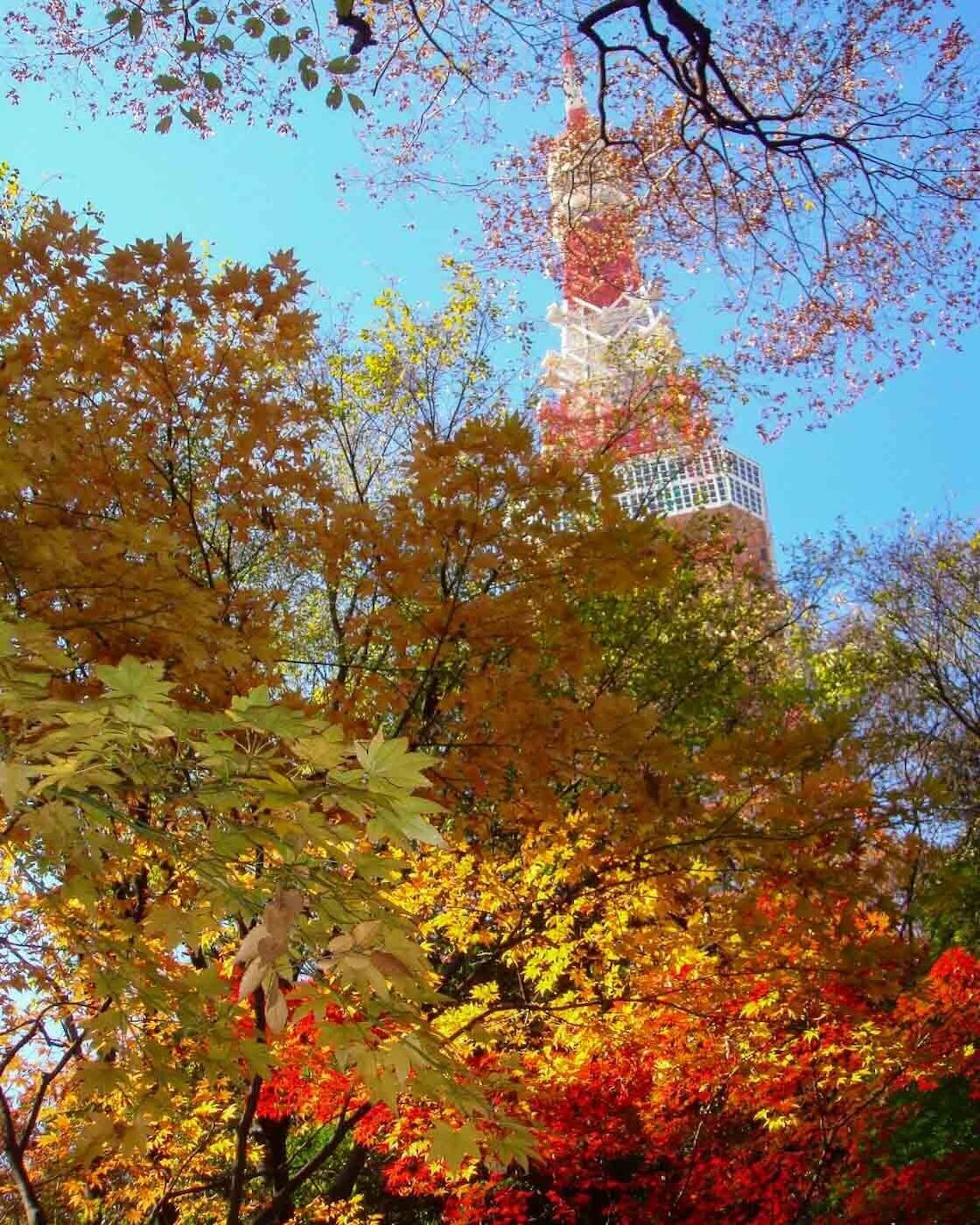 Autumn colors from Tokyo to Kyoto