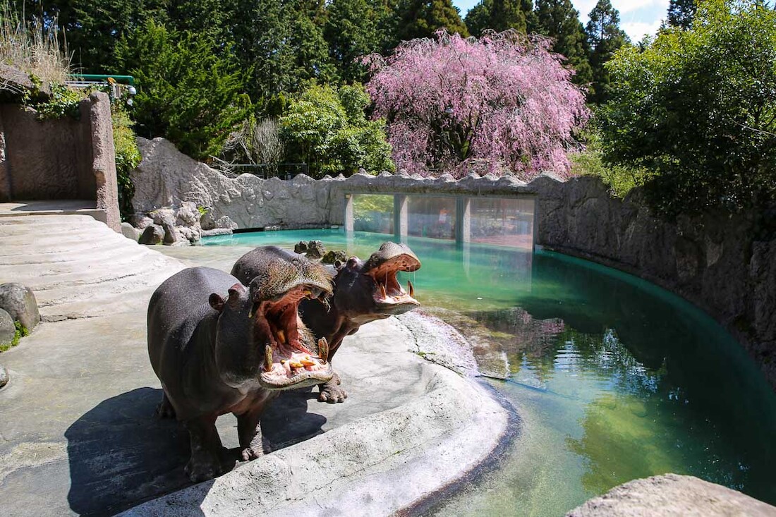 Safari park at the base of Mount Fuji