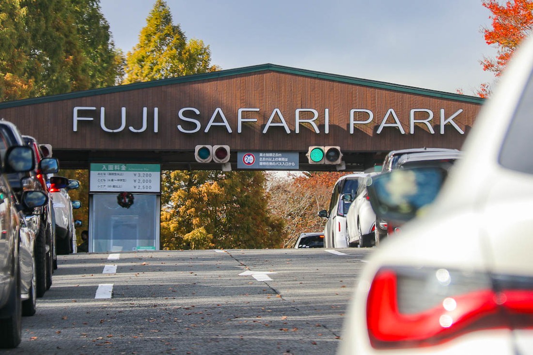 Safari park at the base of Mount Fuji