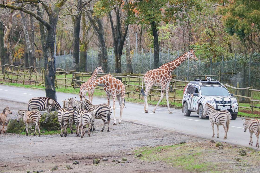 Safari park at the base of Mount Fuji