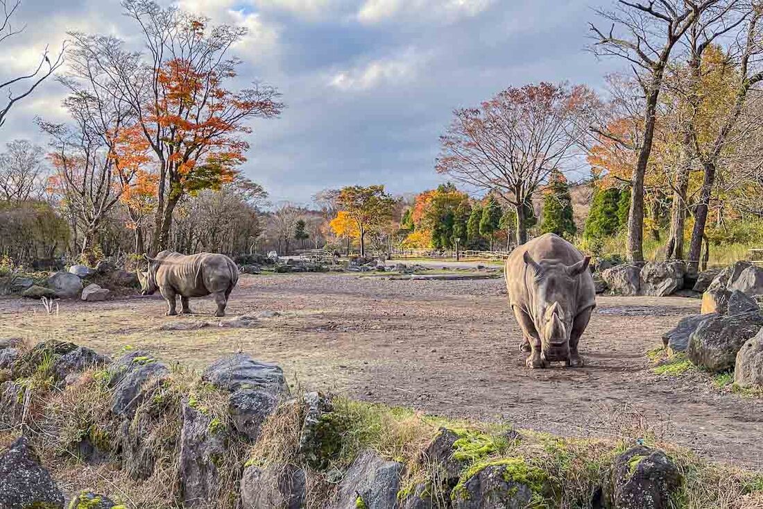 Safari park at the base of Mount Fuji