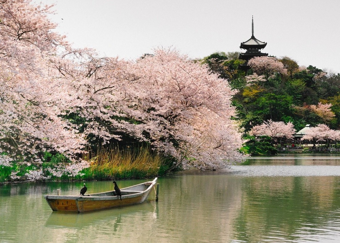 20 Places In 2020 To Hanami In Style For The Cherry Blossom Season