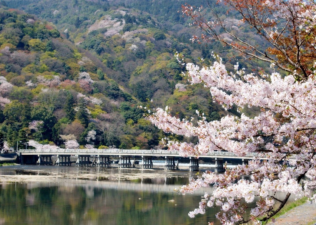 20 Places In 2020 To Hanami In Style For The Cherry Blossom Season