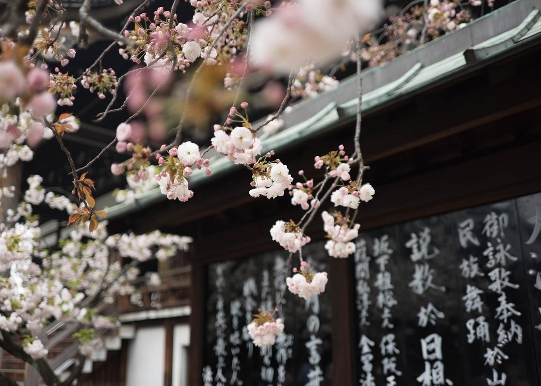 20 Places In 2020 To Hanami In Style For The Cherry Blossom Season