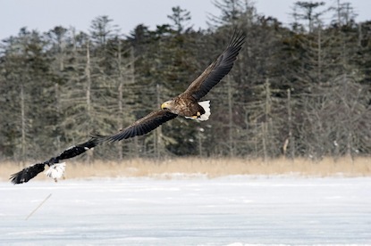 Birdwatching in Nemuro, a haven for wild birds