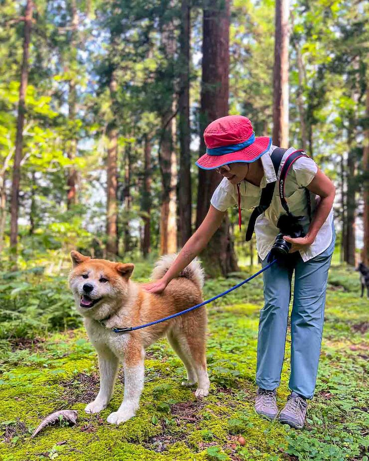 Autumn tours with Akita dogs in northern Japan