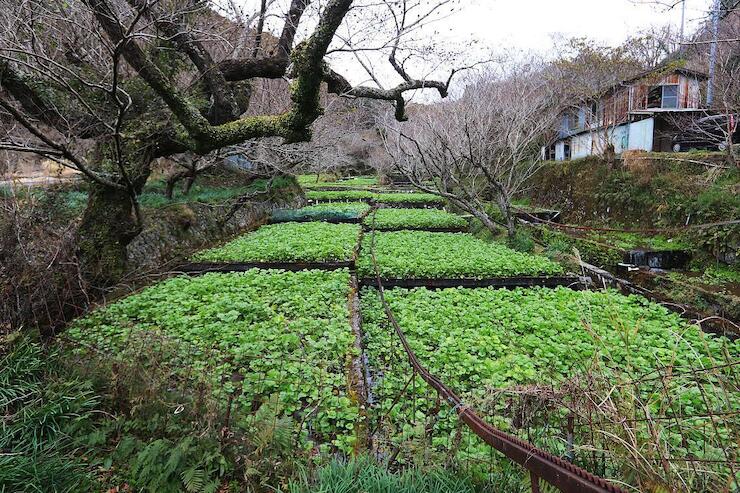 An overnight getaway to peaceful Izu - Exploring the east coast on a ...