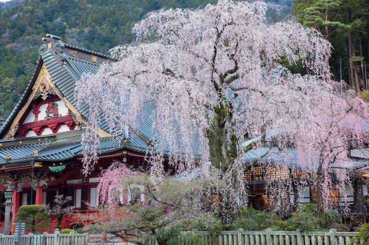 A Guide to Minobusan Kuonji Temple: 2-Day Spiritual Journey