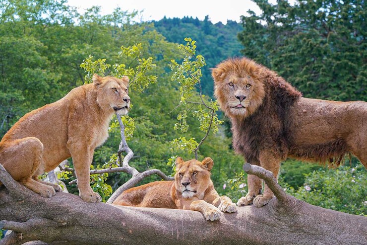 Safari park at the base of Mount Fuji