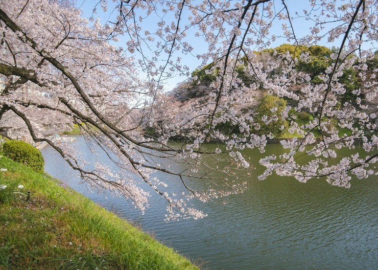 20 Places In 2020 To Hanami In Style For The Cherry Blossom Season
