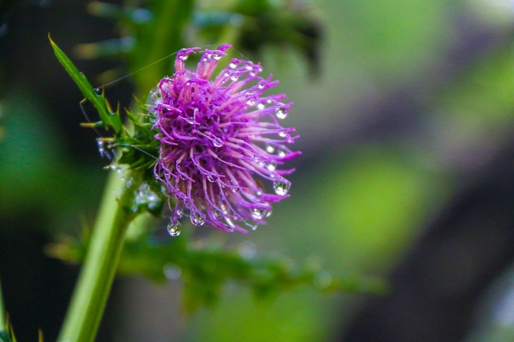 Peaks of the Gods: Exploring Kirishima-Kinkowan National Park