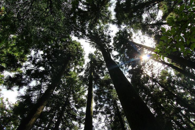 An overnight escape on Tokyo's Mount Mitake
