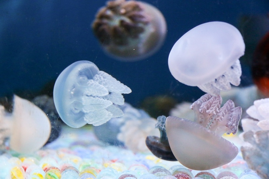 Introducing Tokyo's largest illumination event