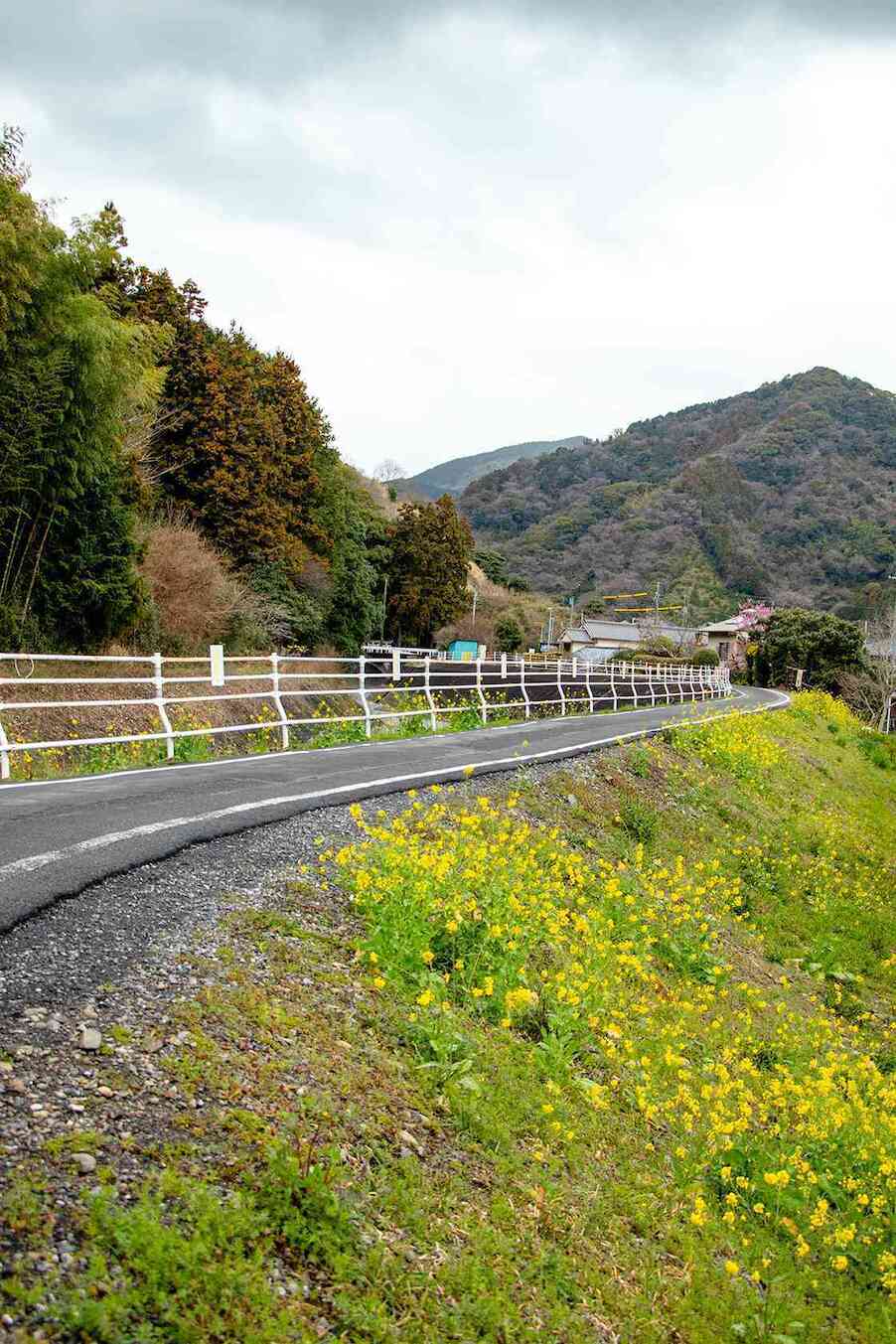 Cycling, Stand Up Paddleboarding, and Tea Tasting in Shizuoka City - A ...