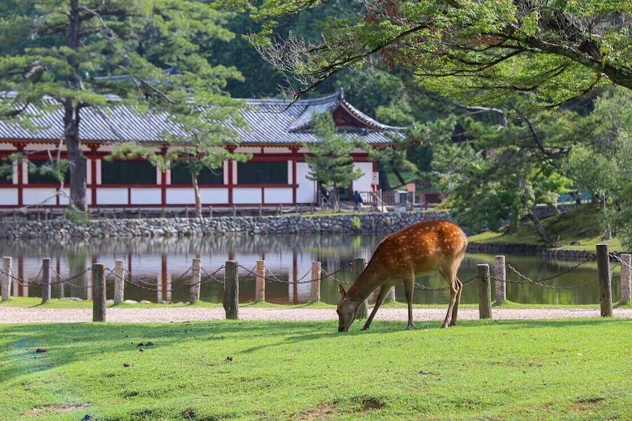 Sightseeing in the ancient capital of Nara