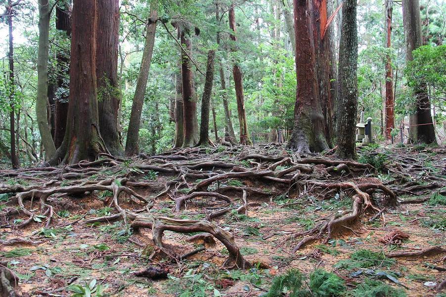 Hiking, Eating and Bathing around Majestic Mount Kurama - A day trip of ...