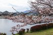 Iwakuni Travel Guide - What to do in Iwakuni