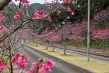 Best cherry blossom spots in Okinawa (Okinawa Hanami Spots)