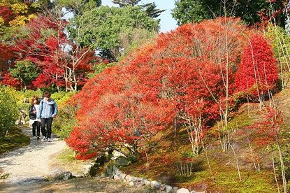 Autumn Color Report 2009: Nara
