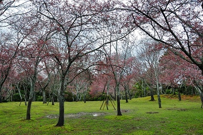 Cherry Blossom Report 2010: Nara Report