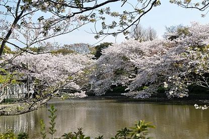Scott's Japan Travel Journal: Cherry Blossom Report: Kamakura