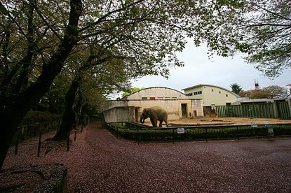 Francois' Japan Blog: Cherry Blossom Report: Kobe