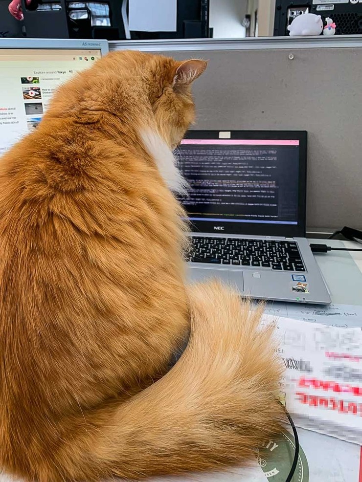 Home Delivery by japan-guide.com - Office cats of japan-guide.com