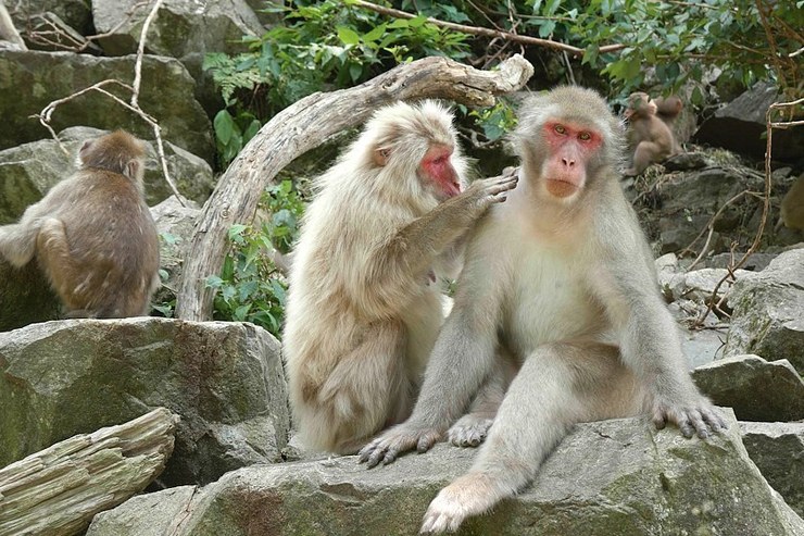 Home Delivery by japan-guide.com - Japanese Snow Monkeys in Summer
