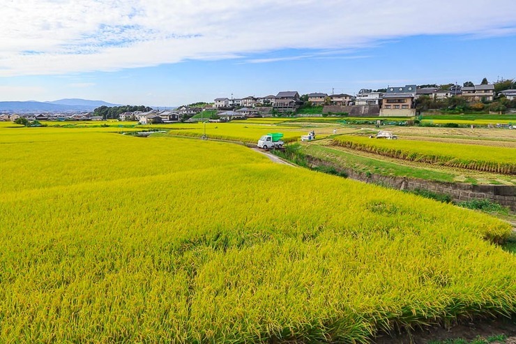 Home Delivery by japan-guide.com - Rice and everything nice