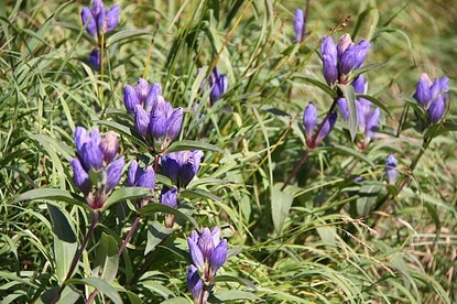 Autumn Color Report 2012: Kogen Onsen Report