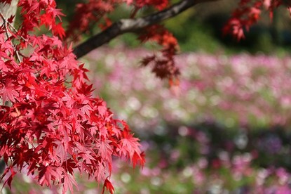 Autumn Color Report 2014: Fuji Report