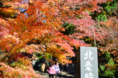 Autumn Color Report 2014: Kamakura Report