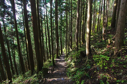 Autumn Color Report 2015: Mount Mitake Report