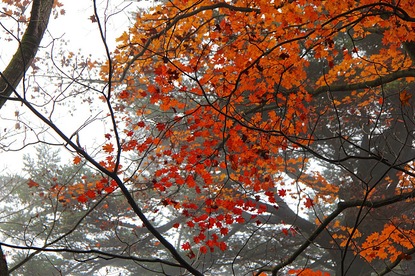 Autumn Color Report 2015: Mount Mitake Report