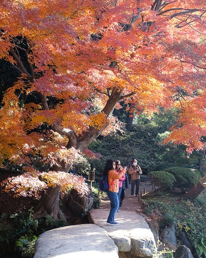 Autumn Color Report 2015: Tokyo Report