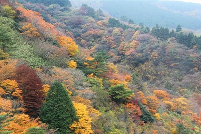 Autumn Color Reports 2016 - Hakone: Peak Colors