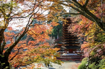 Autumn Color Reports 2017 - Sakurai: Peak Colors