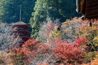 Autumn Color Reports 2017 - Sakurai: Peak Colors