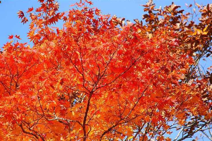 Autumn Color Reports 2017 - Onuma Park: Peak Colors