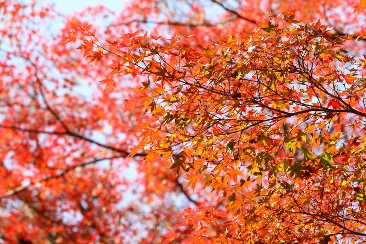 Autumn Color Reports 2017 - Sakurai: Peak Colors