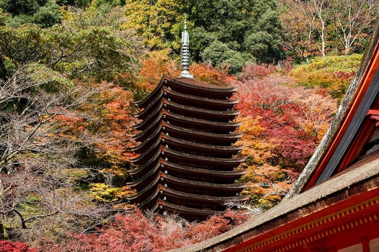 Autumn Color Reports 2017 - Sakurai: Peak Colors