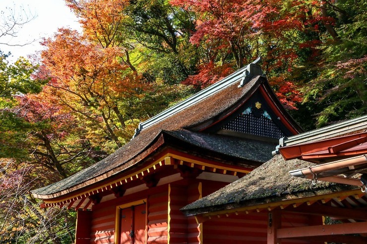 Autumn Color Reports 2017 - Sakurai: Peak Colors